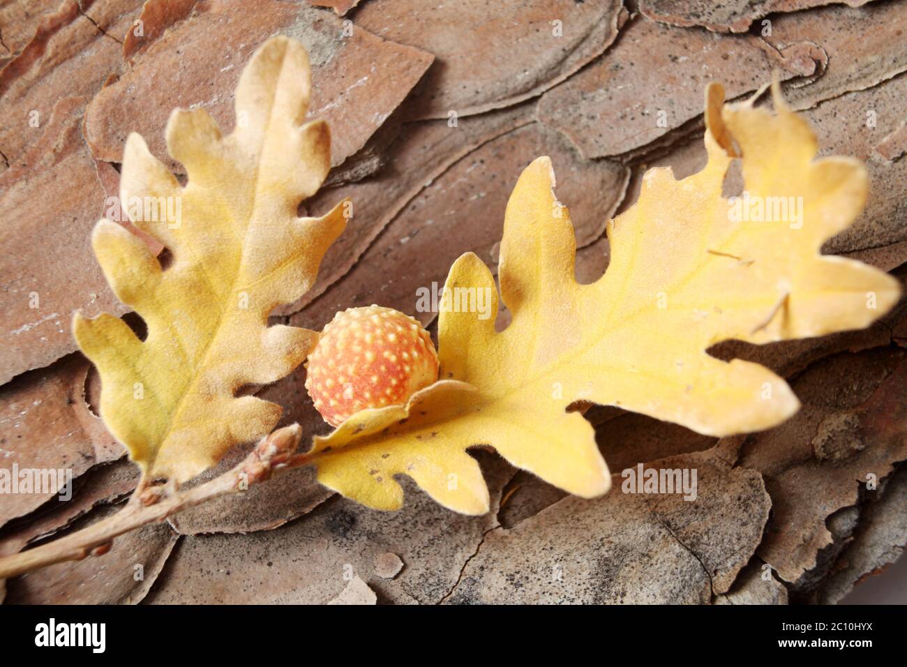 Acorn mast hi-res stock photography and images - Alamy