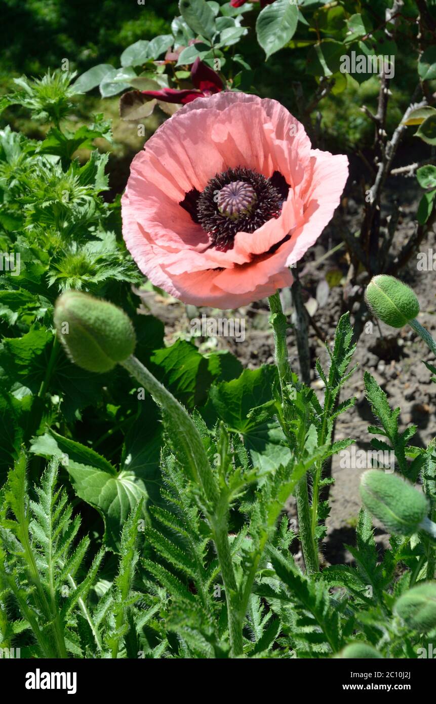 Pink Oriental Poppy Stock Photo - Alamy