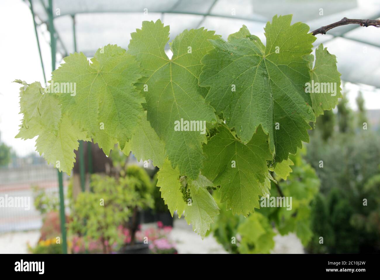 Wine leaf frame hi-res stock photography and images - Alamy