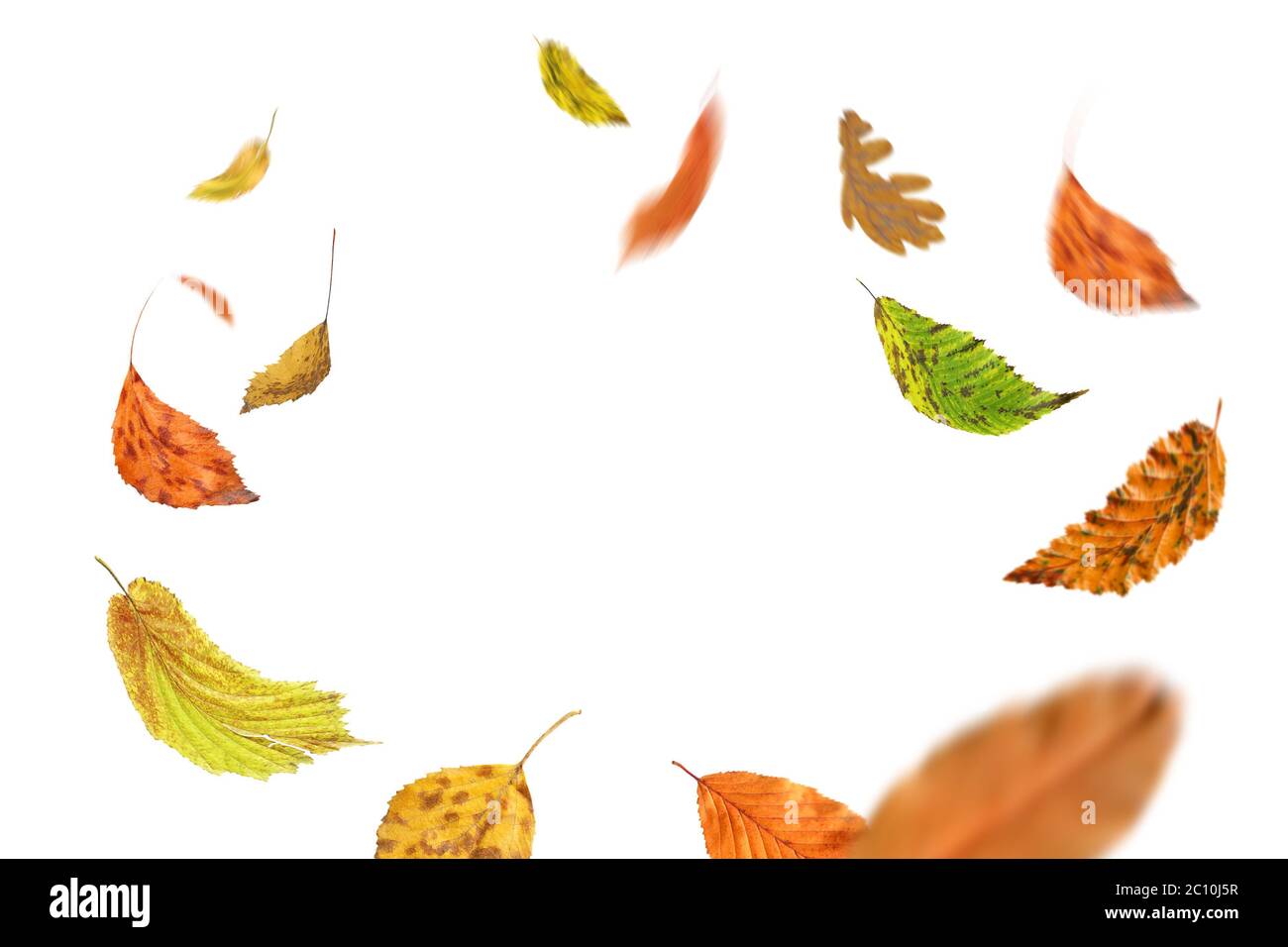 Falling autumn foliage isolated on white. Autumn leaves falling to the ...