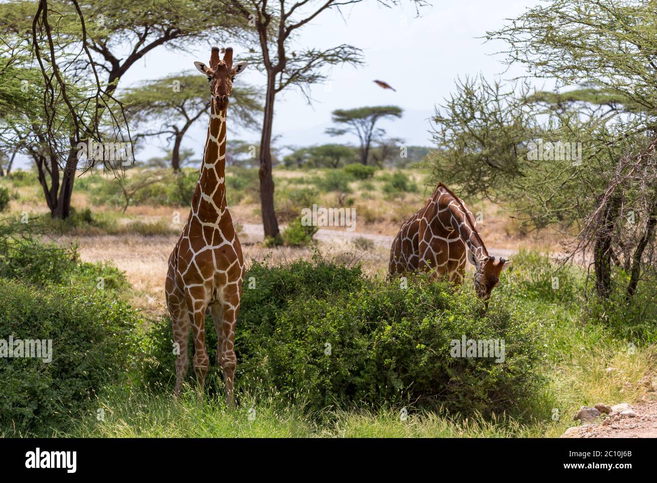 Giraffe Eating Acacia Tree