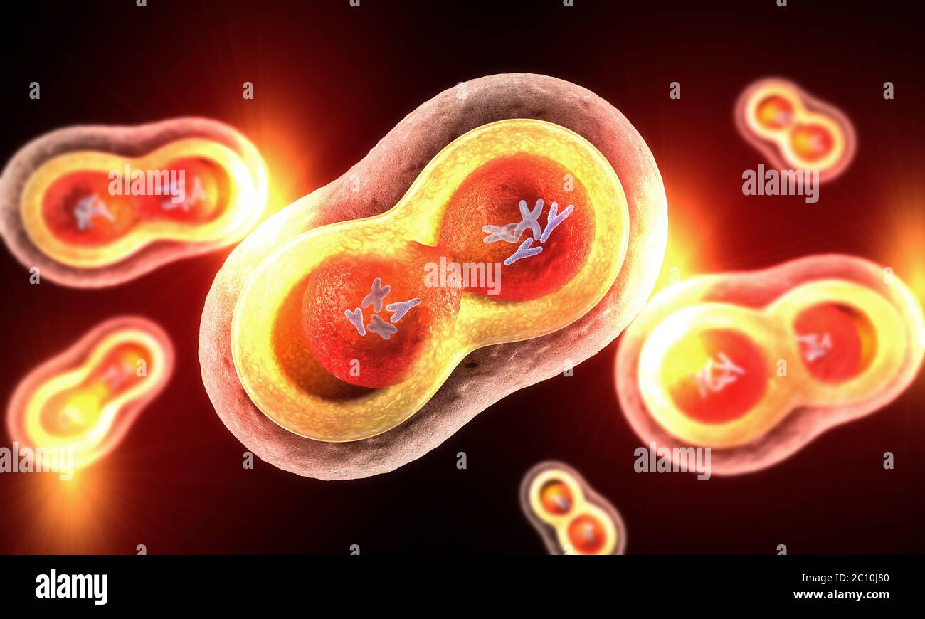 Transparent cells with splitting nucleus, cell membrane and visible ...