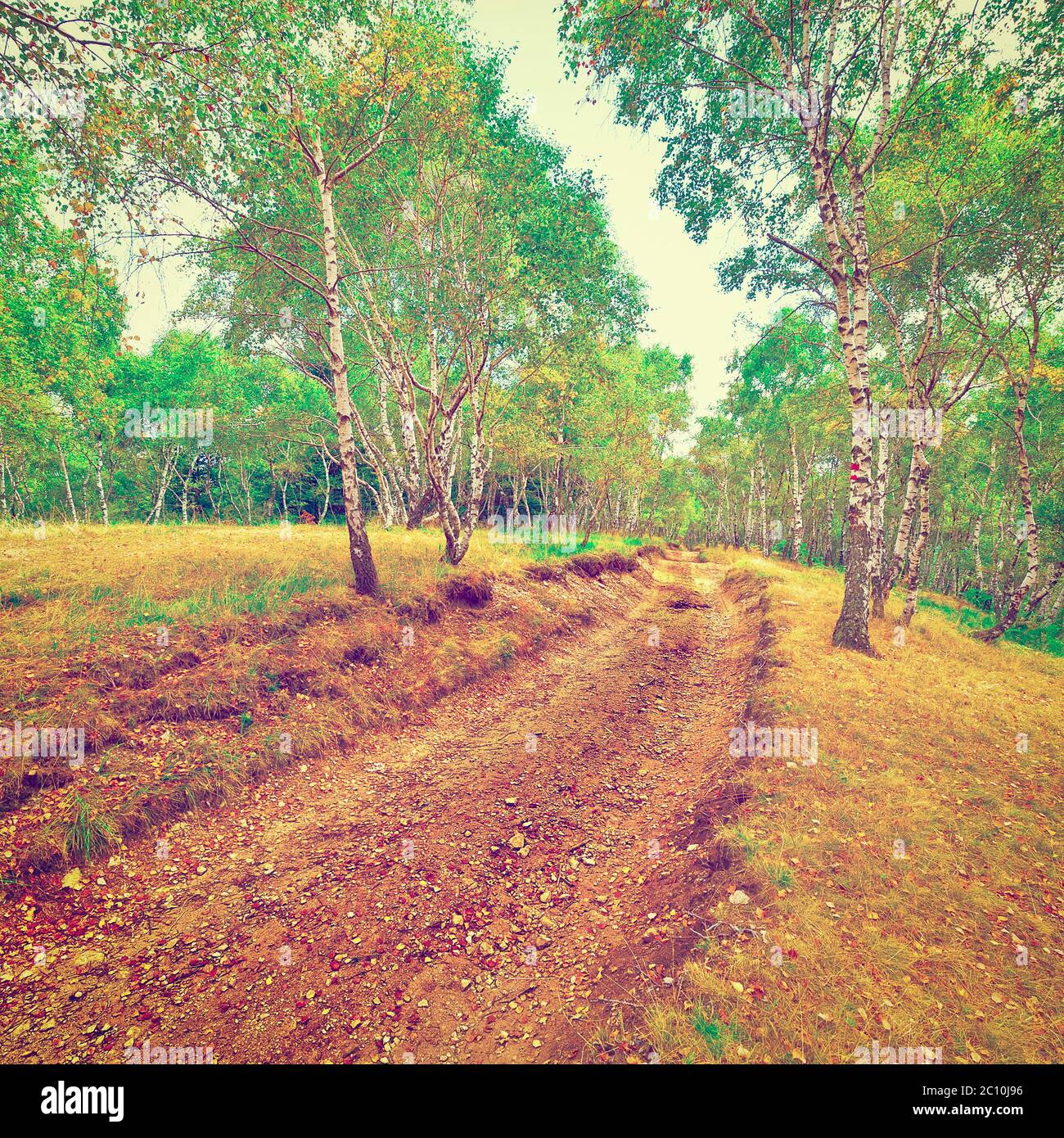 Lonely birch tree leaves hi-res stock photography and images - Alamy