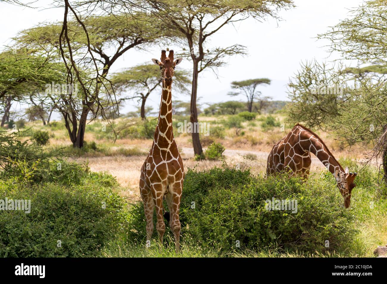 The giraffe group eats the leaves of the acacia trees Stock Photo - Alamy