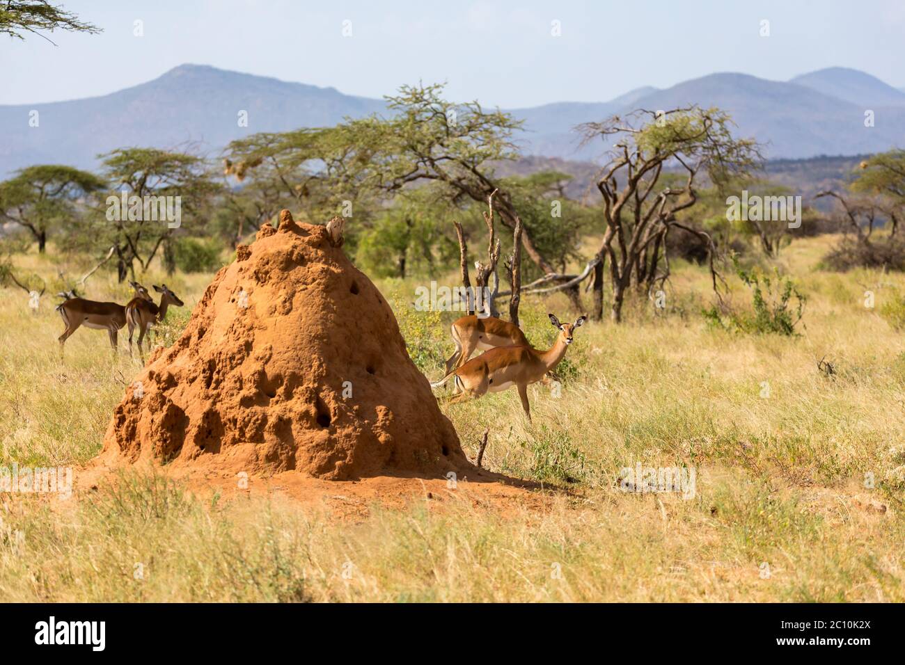 The large anthill behind which Gerenuk's hide Stock Photo - Alamy
