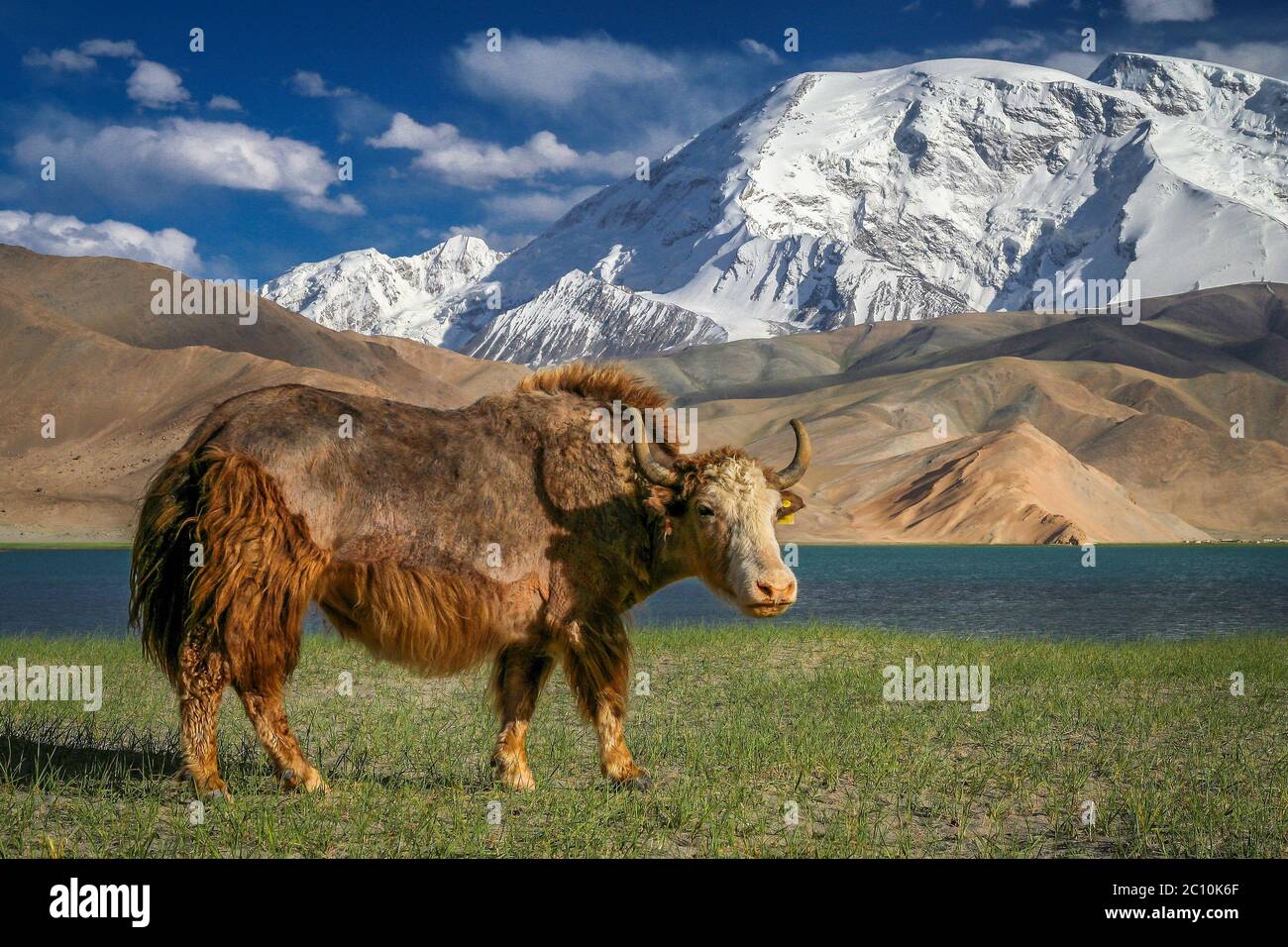 Big yak hi-res stock photography and images - Alamy