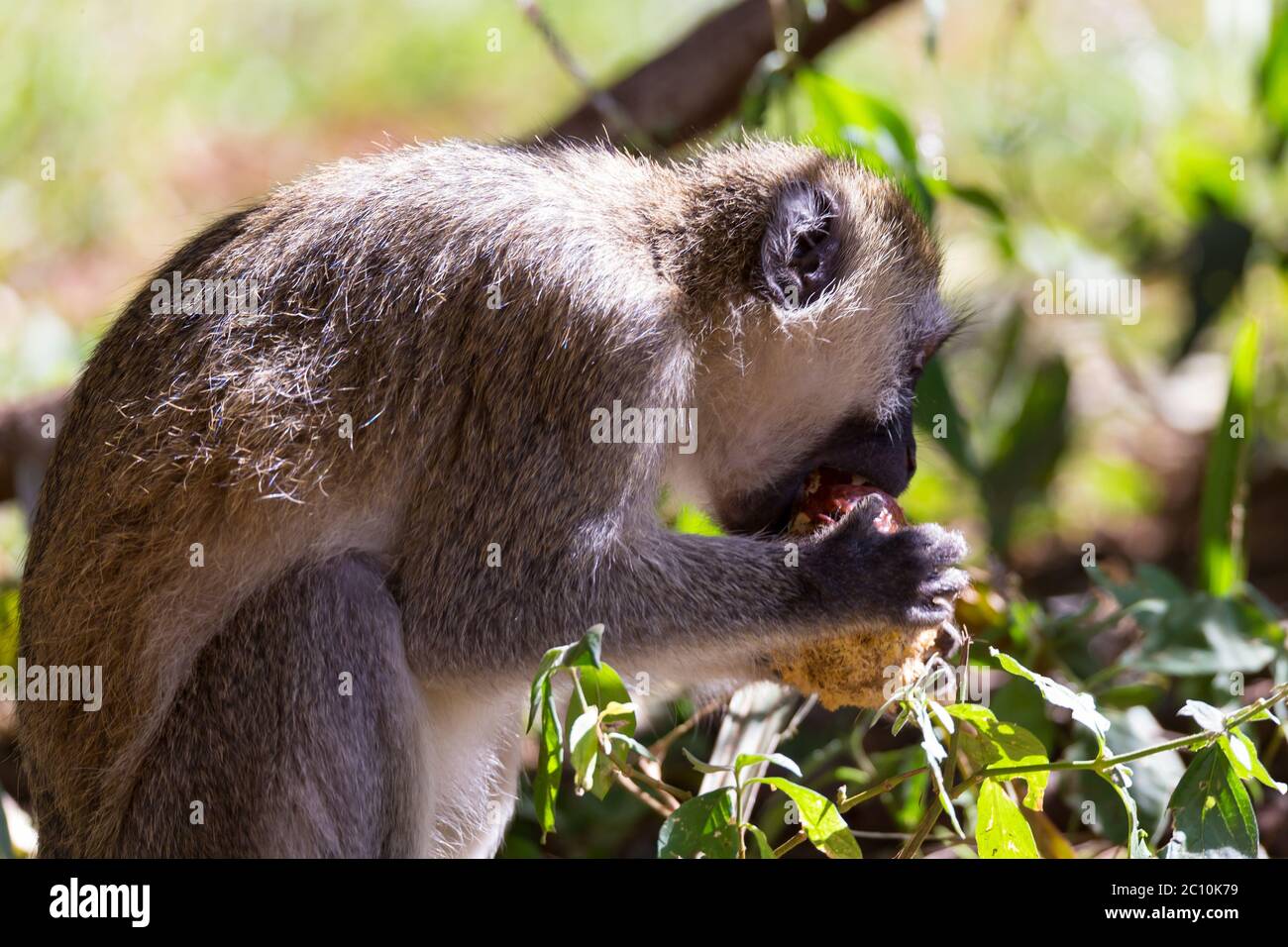 Monkey apple africa hi-res stock photography and images - Alamy