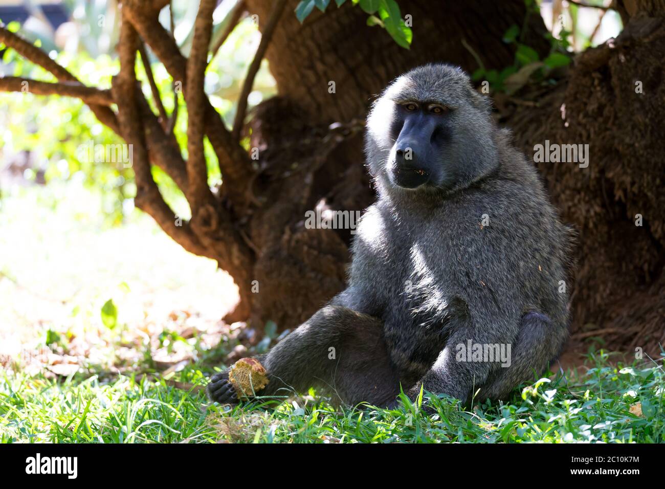 Largest baboon hi-res stock photography and images - Alamy