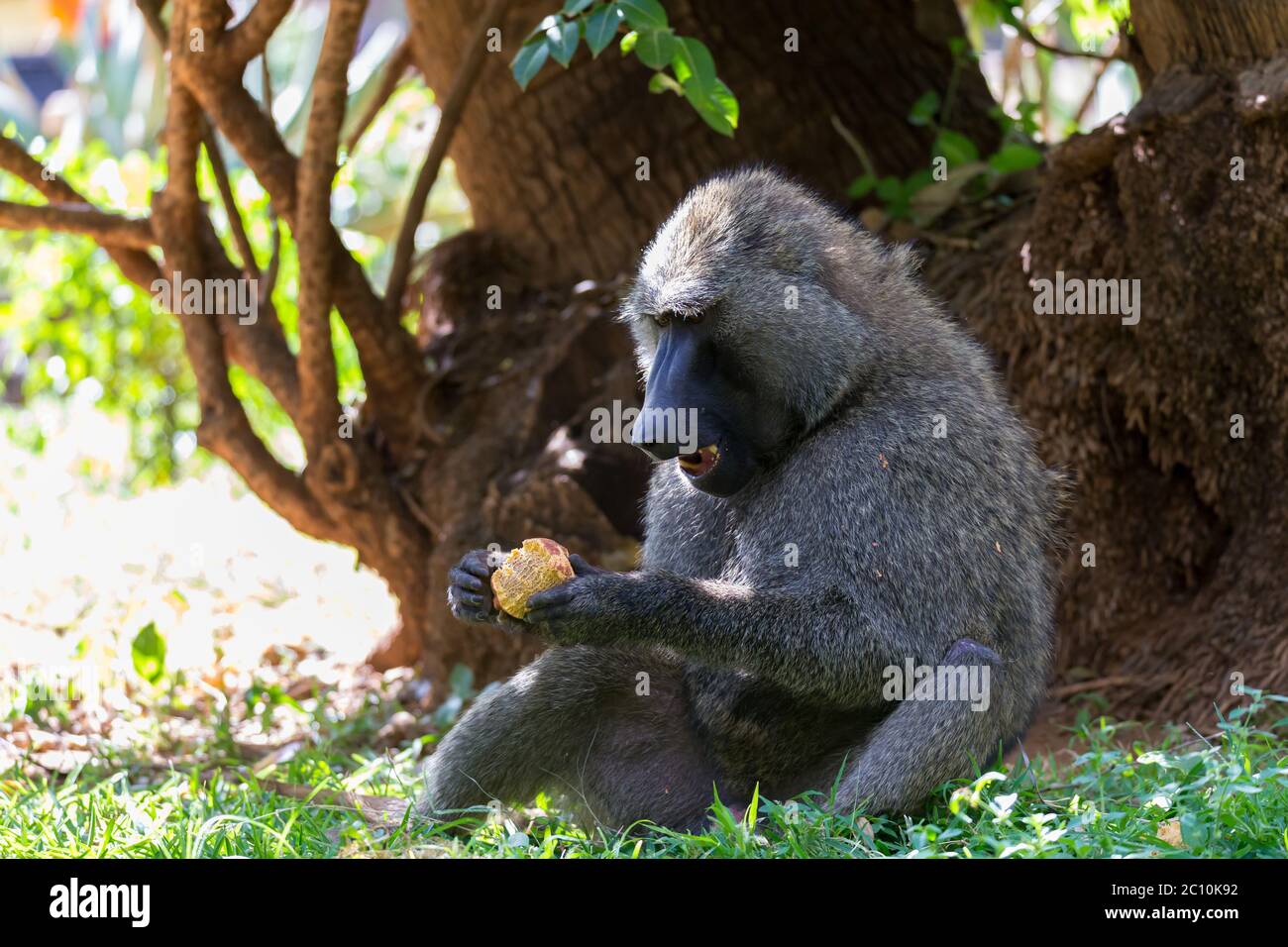Largest Baboon High Resolution Stock Photography and Images - Alamy