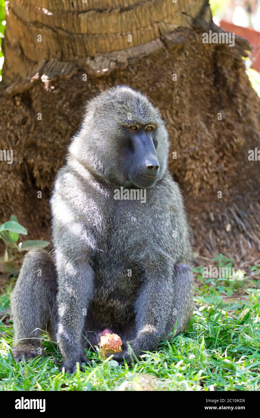 Hamadryas baboon eating fruit hi-res stock photography and images - Alamy
