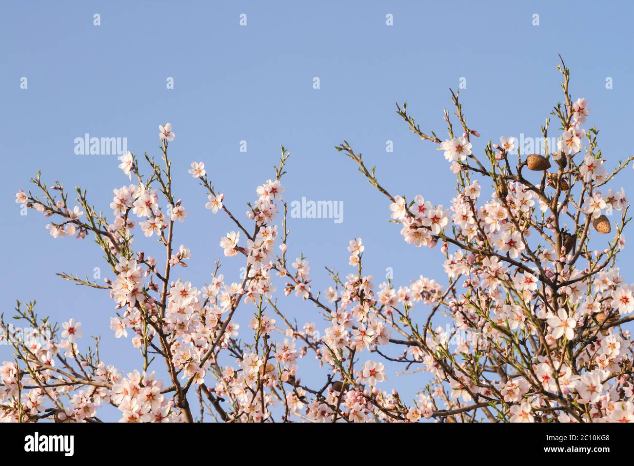 Almond tree blossoms in spring Stock Photo - Alamy