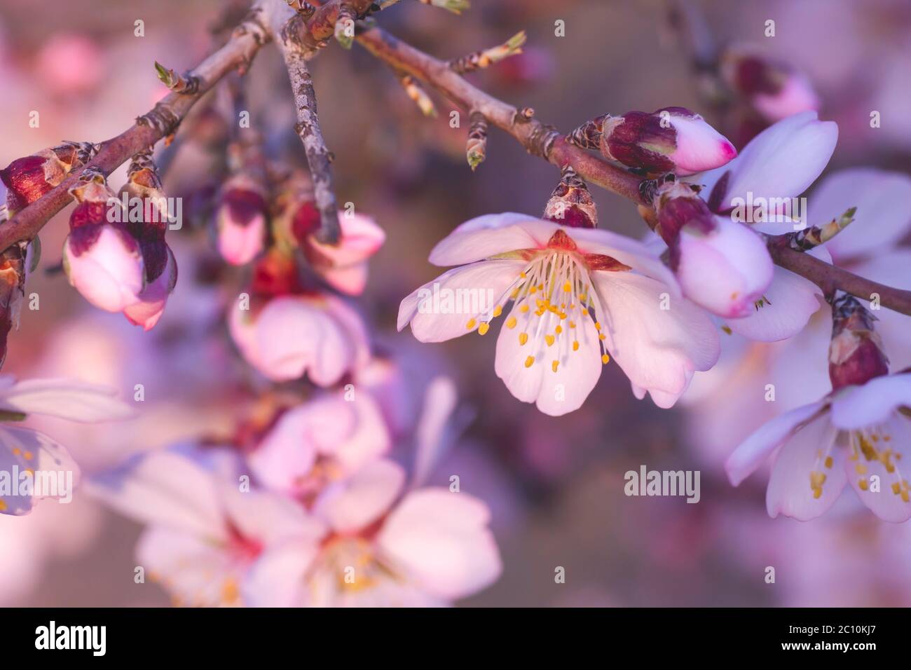 Almond tree blossoms in spring Stock Photo - Alamy