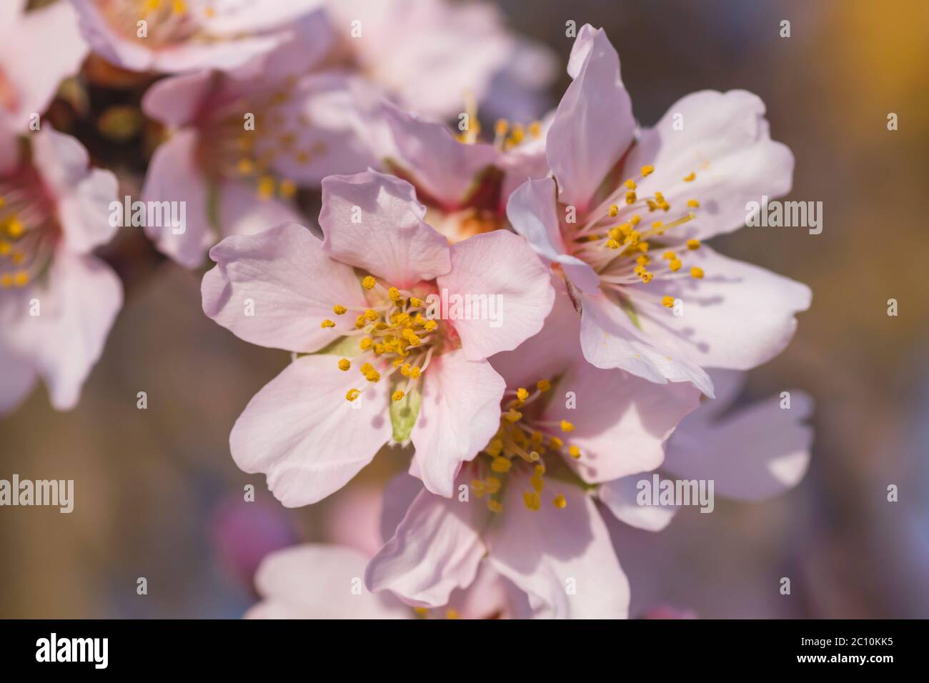 Almond tree blossoms in spring Stock Photo - Alamy
