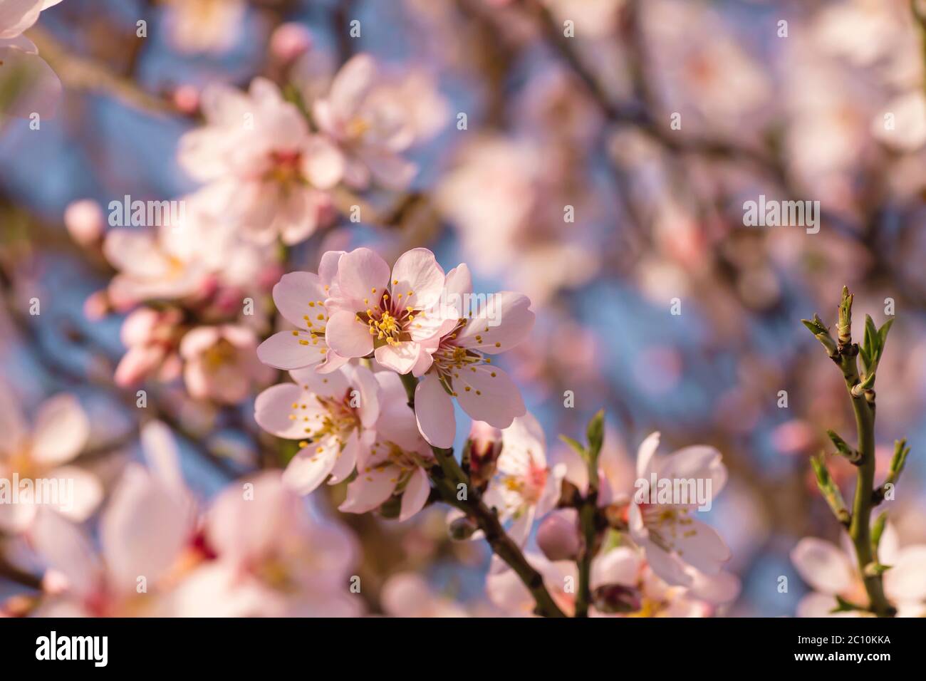 Almond tree blossoms in spring Stock Photo - Alamy