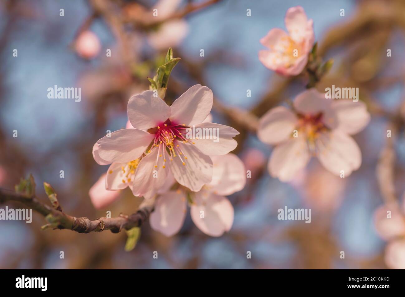 Almond tree blossoms in spring Stock Photo - Alamy