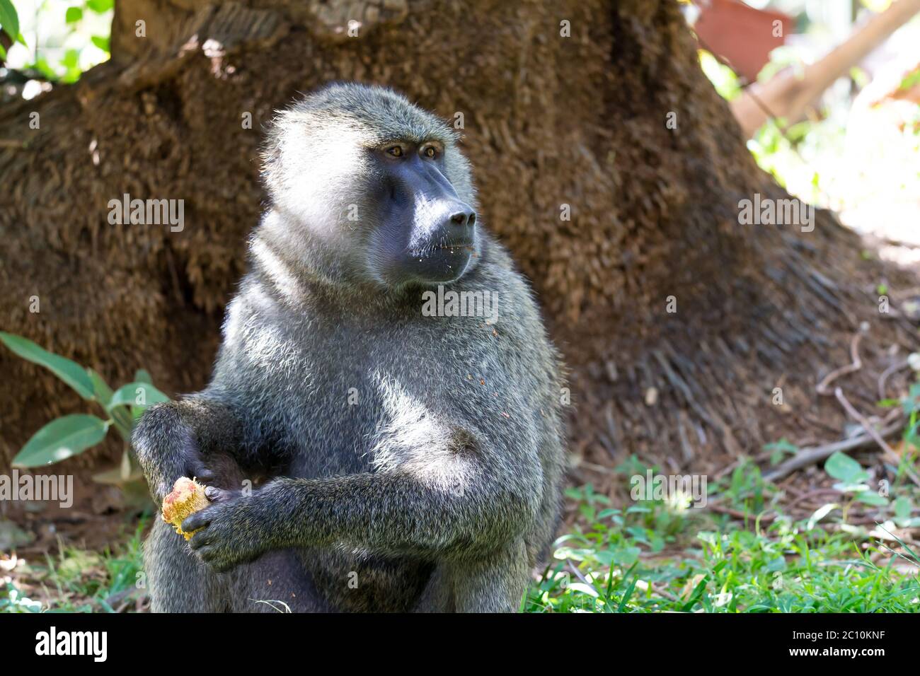 Hamadryas baboon eating fruit hi-res stock photography and images - Alamy