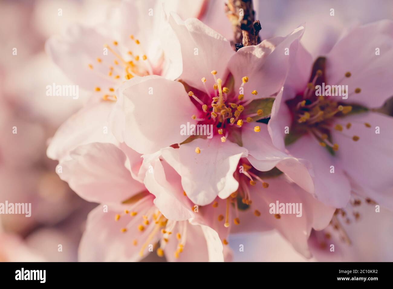 Almond tree blossoms in spring Stock Photo - Alamy
