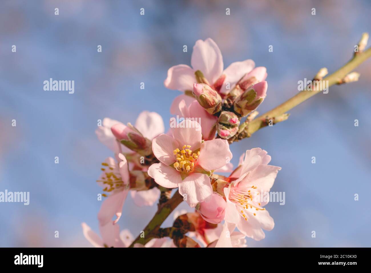 Almond tree blossoms in spring Stock Photo - Alamy