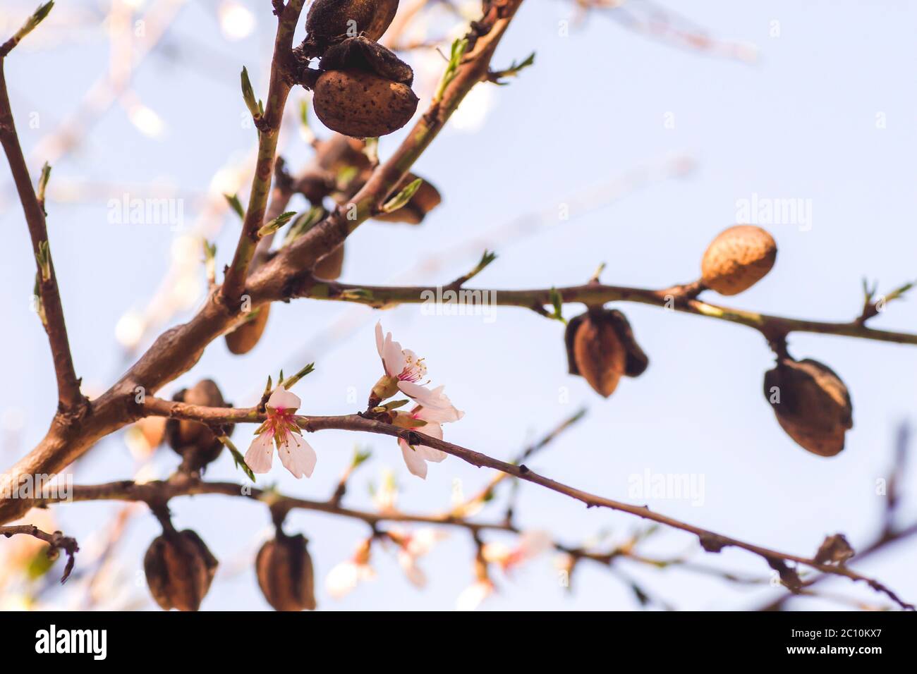 Almond tree blossoms in spring Stock Photo - Alamy