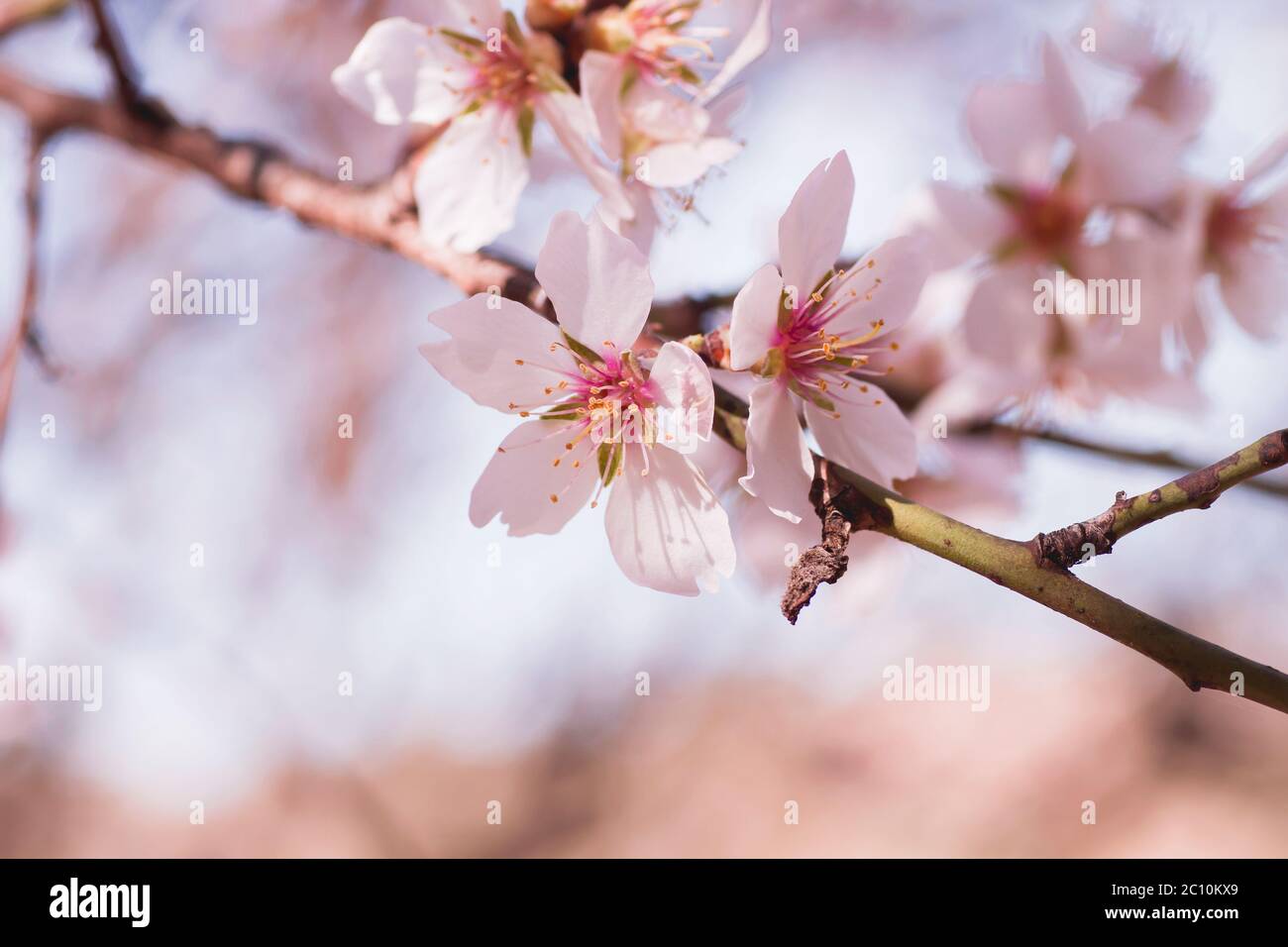 Almond tree blossoms in spring Stock Photo - Alamy