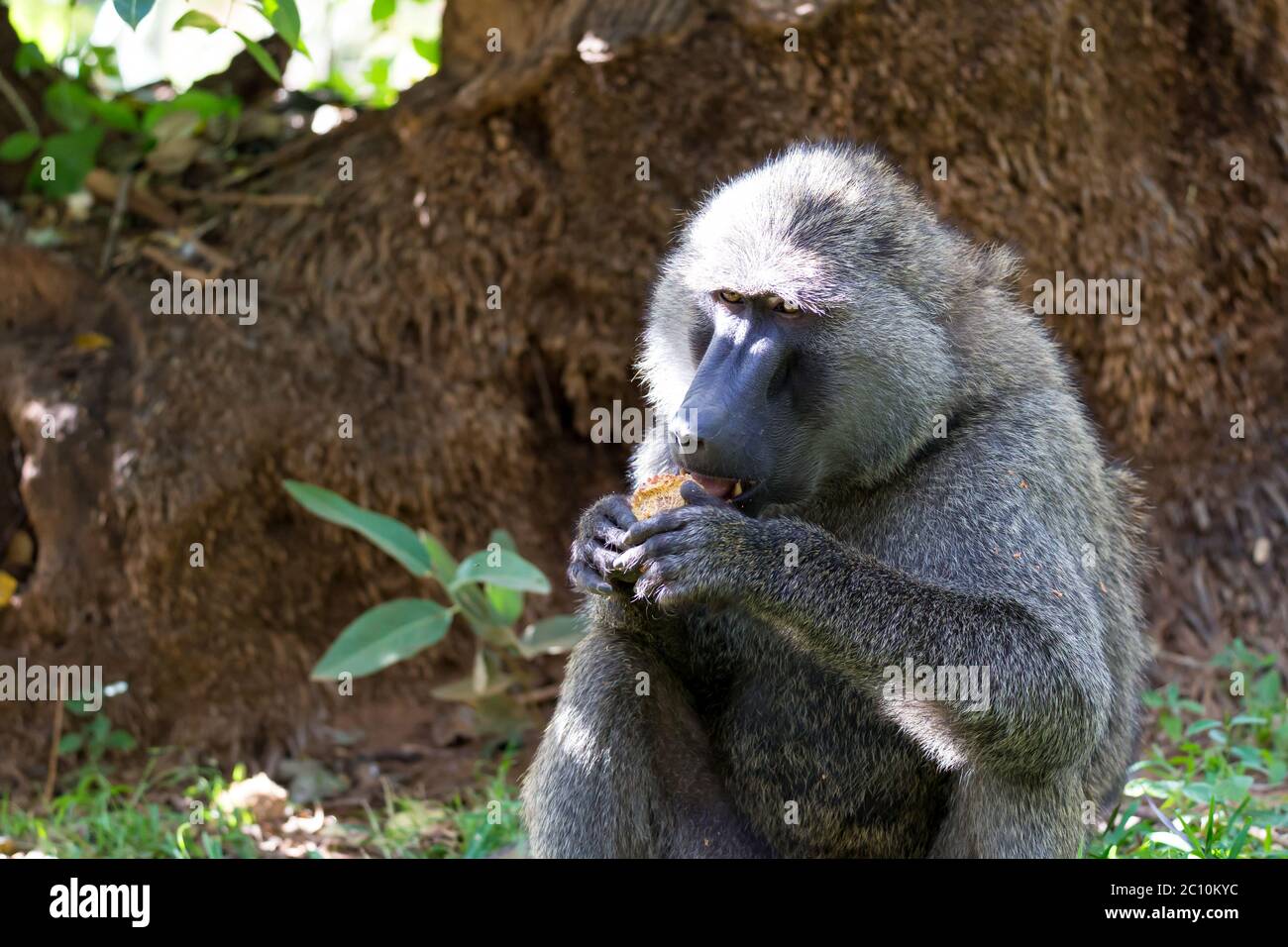 Hand of a baboon hi-res stock photography and images - Alamy