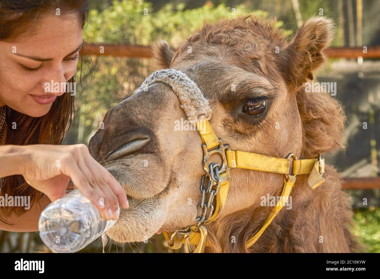 Young Woman Giving Water to Camel Stock Photo - Alamy
