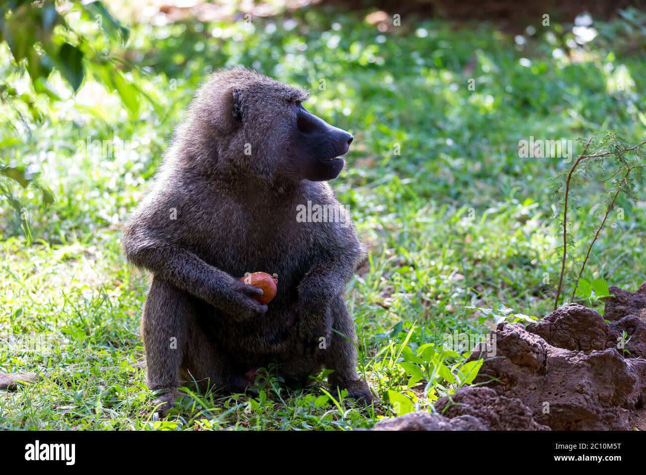 Hamadryas baboon eating fruit hi-res stock photography and images - Alamy