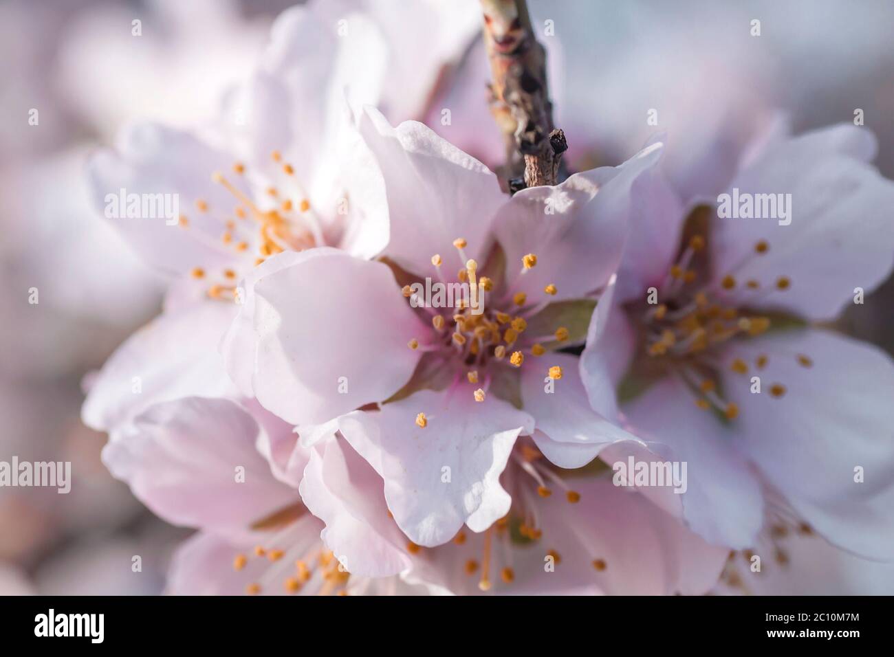 Almond tree blossoms in spring Stock Photo - Alamy