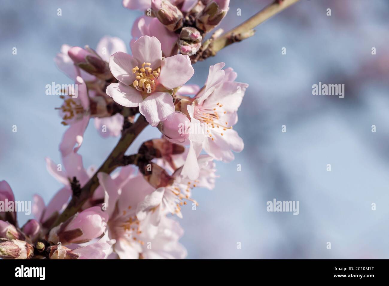 Almond tree blossoms in spring Stock Photo - Alamy