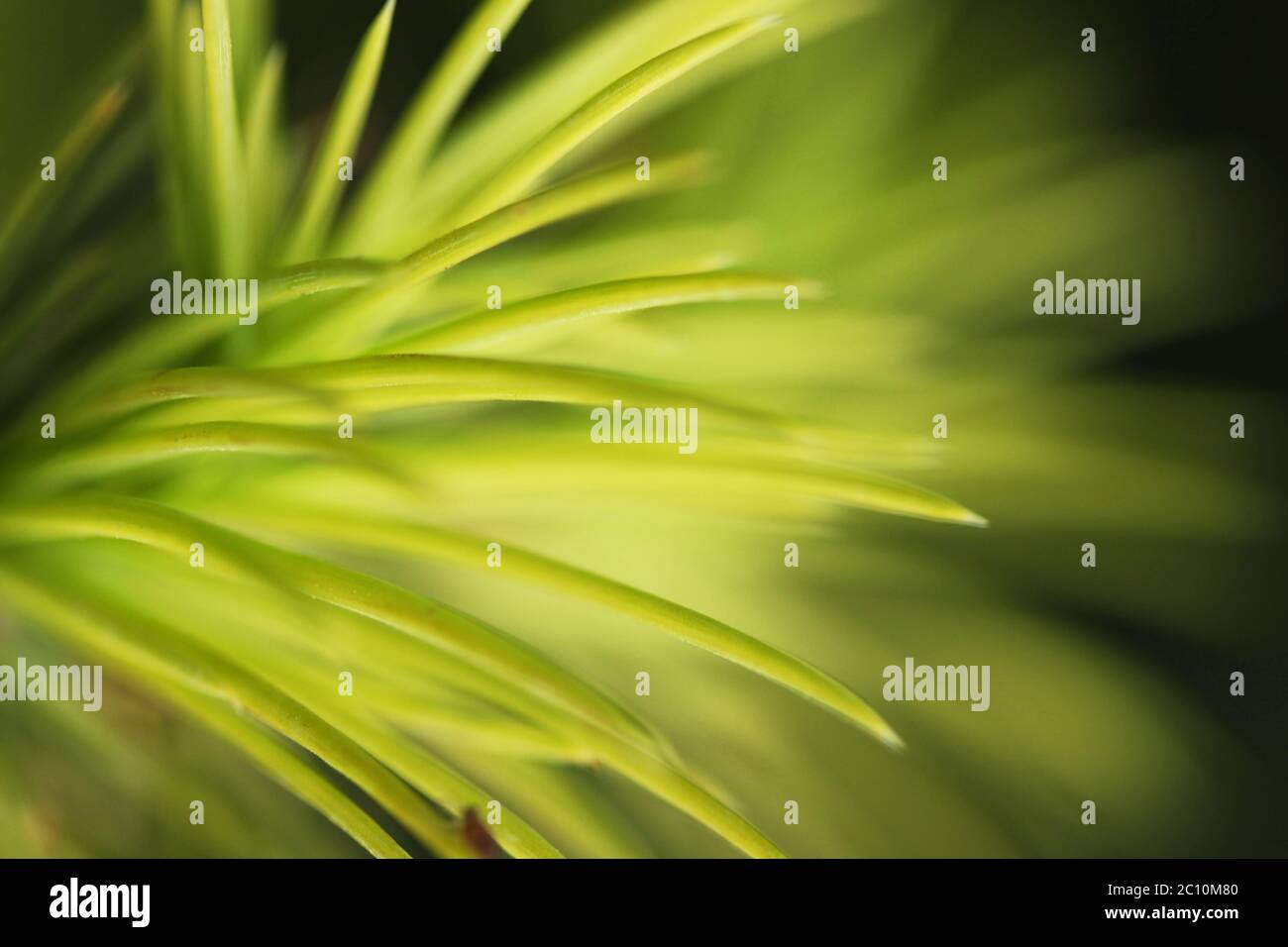 Pine Tree Background Stock Photo - Alamy
