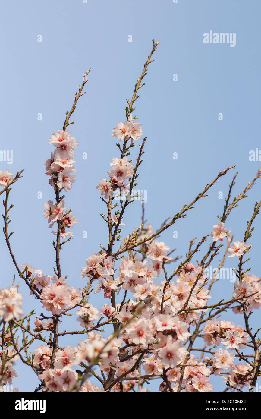 Almond tree blossoms in spring Stock Photo - Alamy