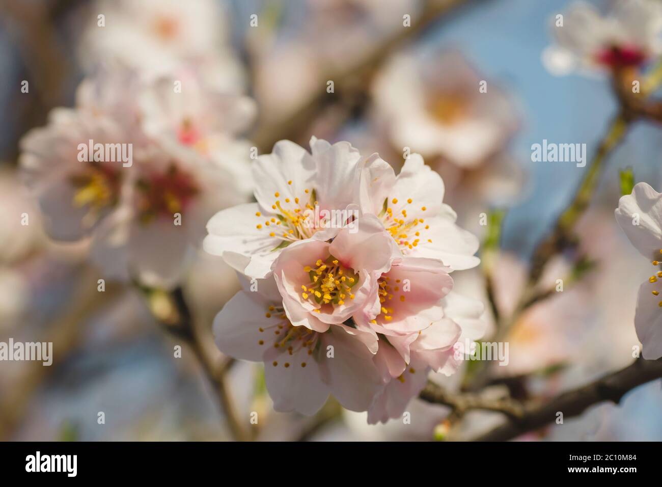 Almond tree blossoms in spring Stock Photo - Alamy