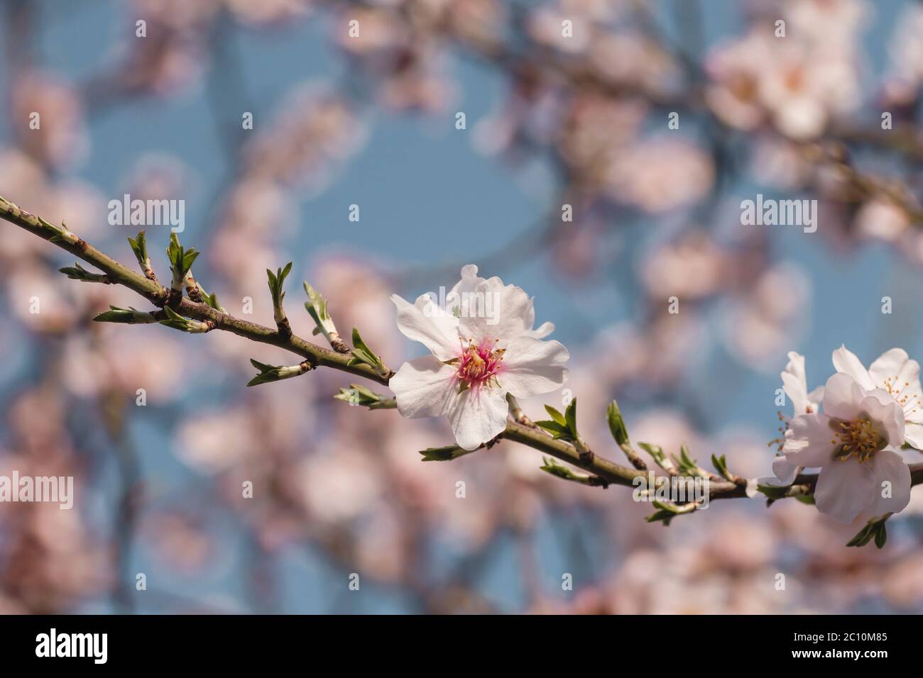 Almond tree blossoms in spring Stock Photo - Alamy