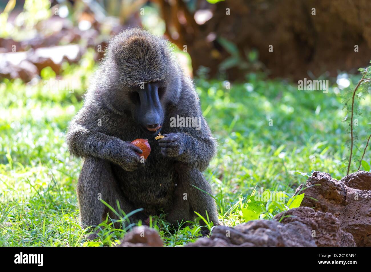 Hamadryas baboon eating fruit hi-res stock photography and images - Alamy
