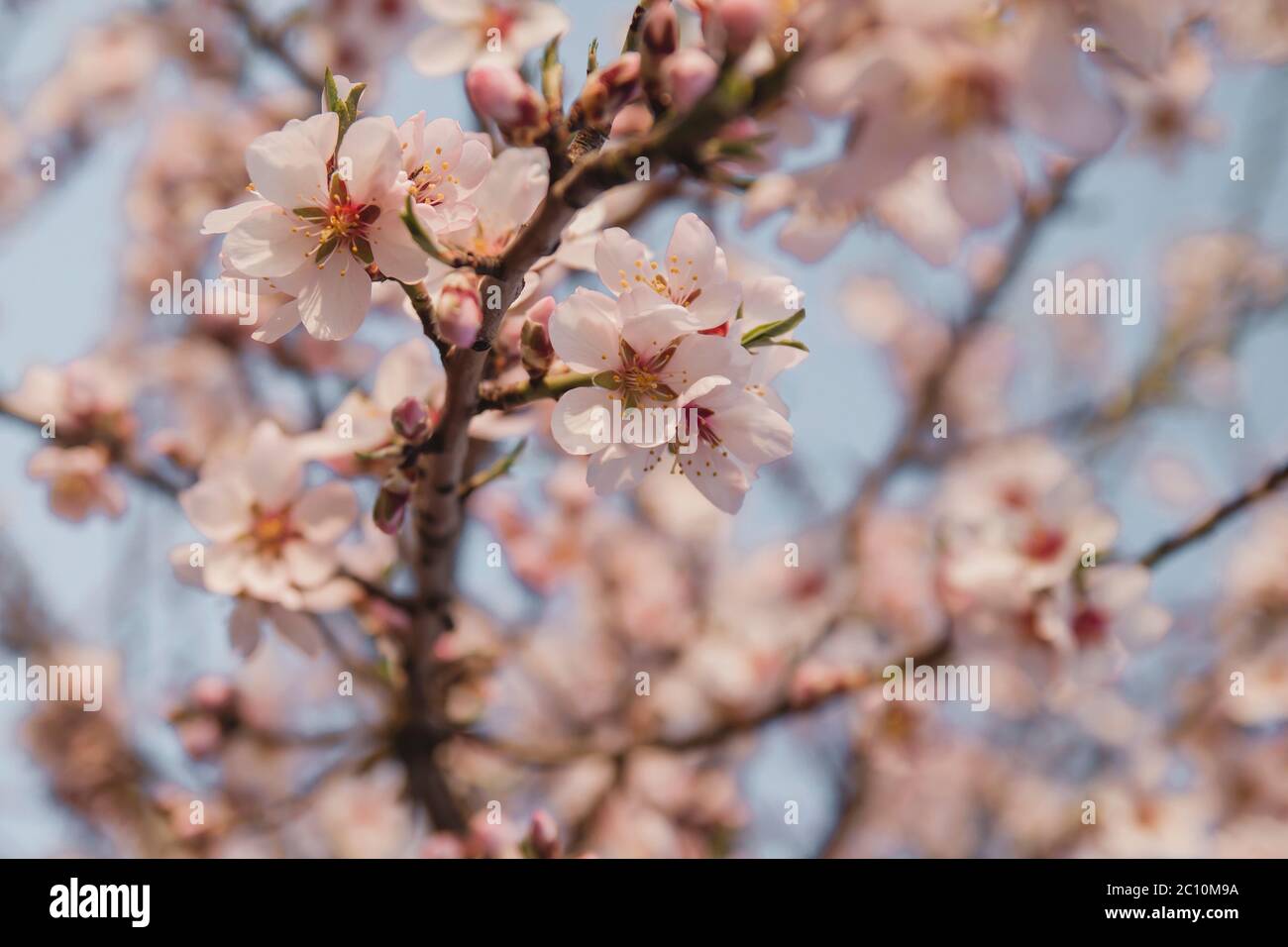 Almond tree blossoms in spring Stock Photo - Alamy