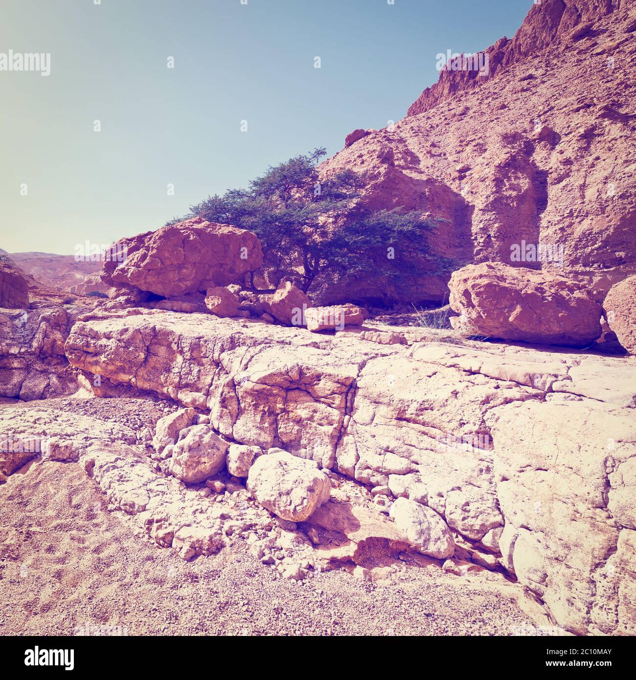 Desert in Spring Stock Photo - Alamy