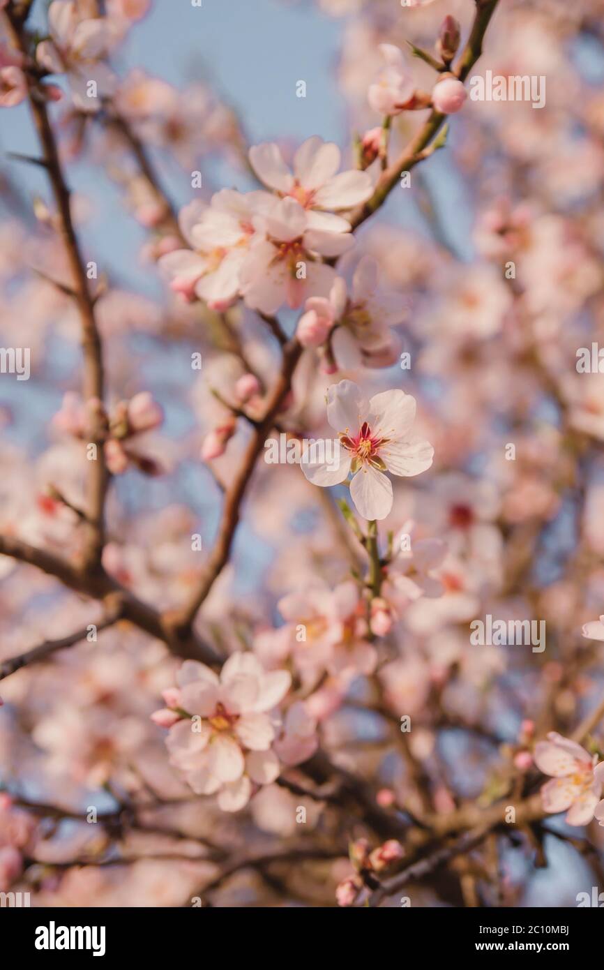 Almond tree blossoms in spring Stock Photo - Alamy