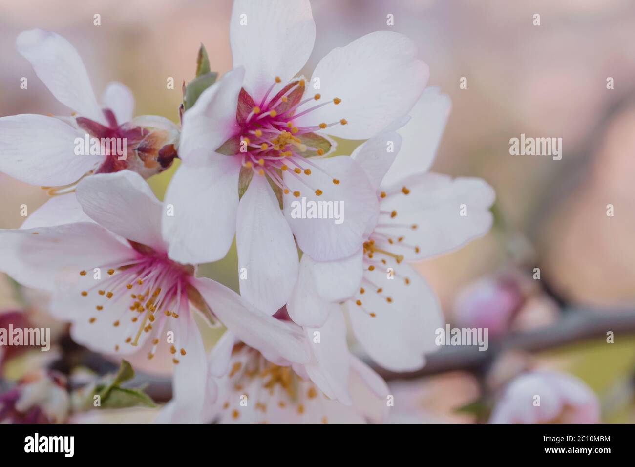 Almond tree blossoms in spring Stock Photo - Alamy