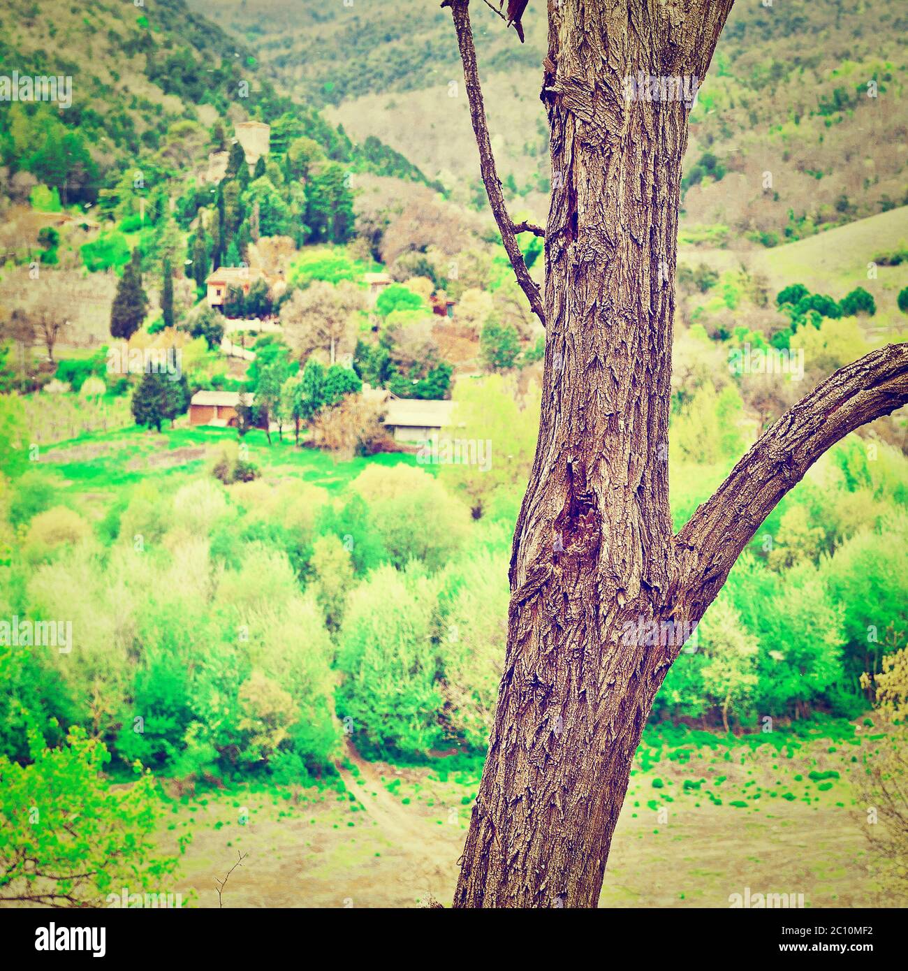 Square trunk tree hi-res stock photography and images - Alamy