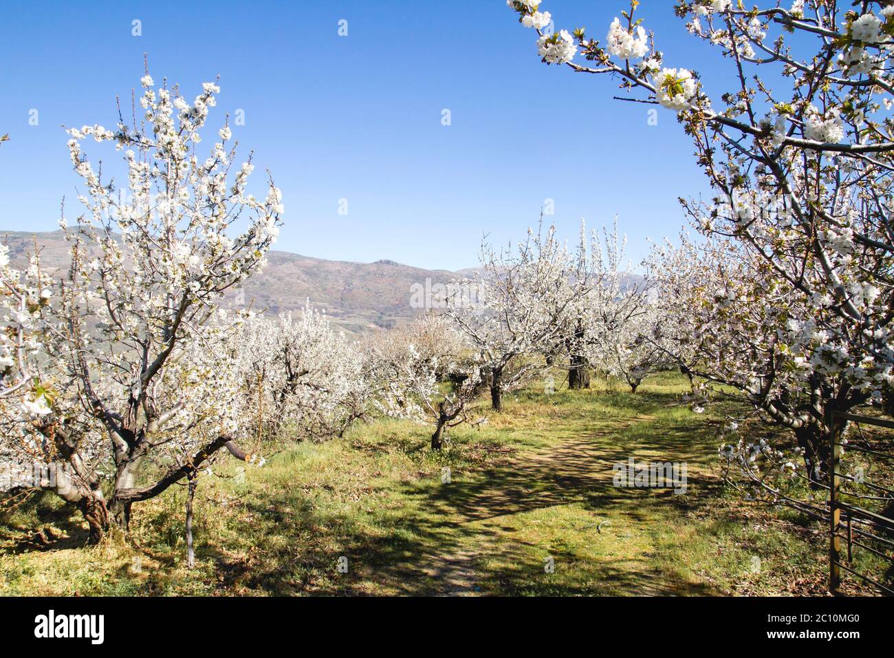 Springtime cherry blossoms in Valle del Jerte, Extremadura, Spain Stock ...