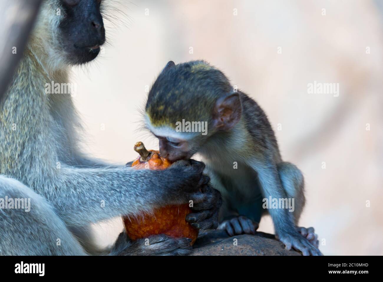 Monkey apple africa hi-res stock photography and images - Alamy