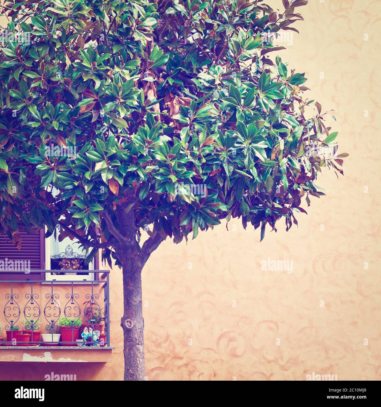 The pipal tree hi-res stock photography and images - Alamy