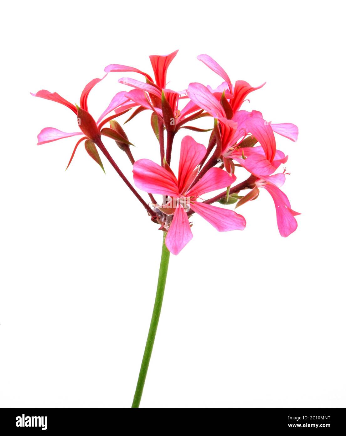 Geranium Pelargonium Flowers Stock Photo - Alamy
