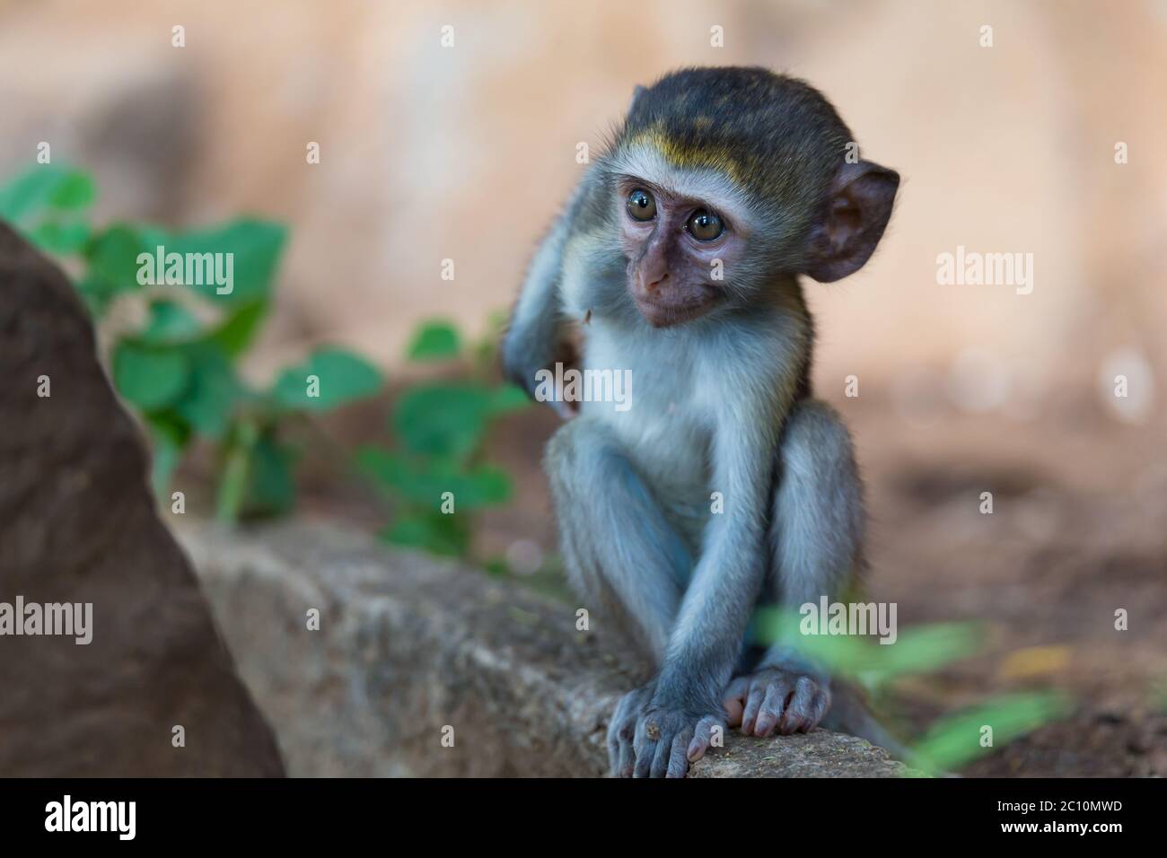 One little funny monkey is playing on the floor or on the tree Stock ...