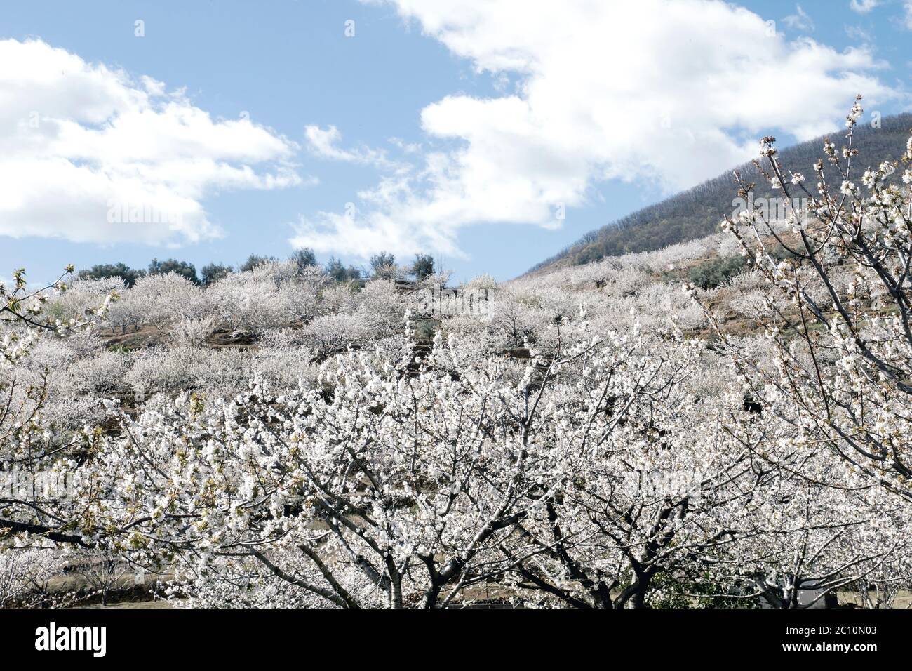 Springtime cherry blossoms in Valle del Jerte, Extremadura, Spain Stock Photo - Alamy