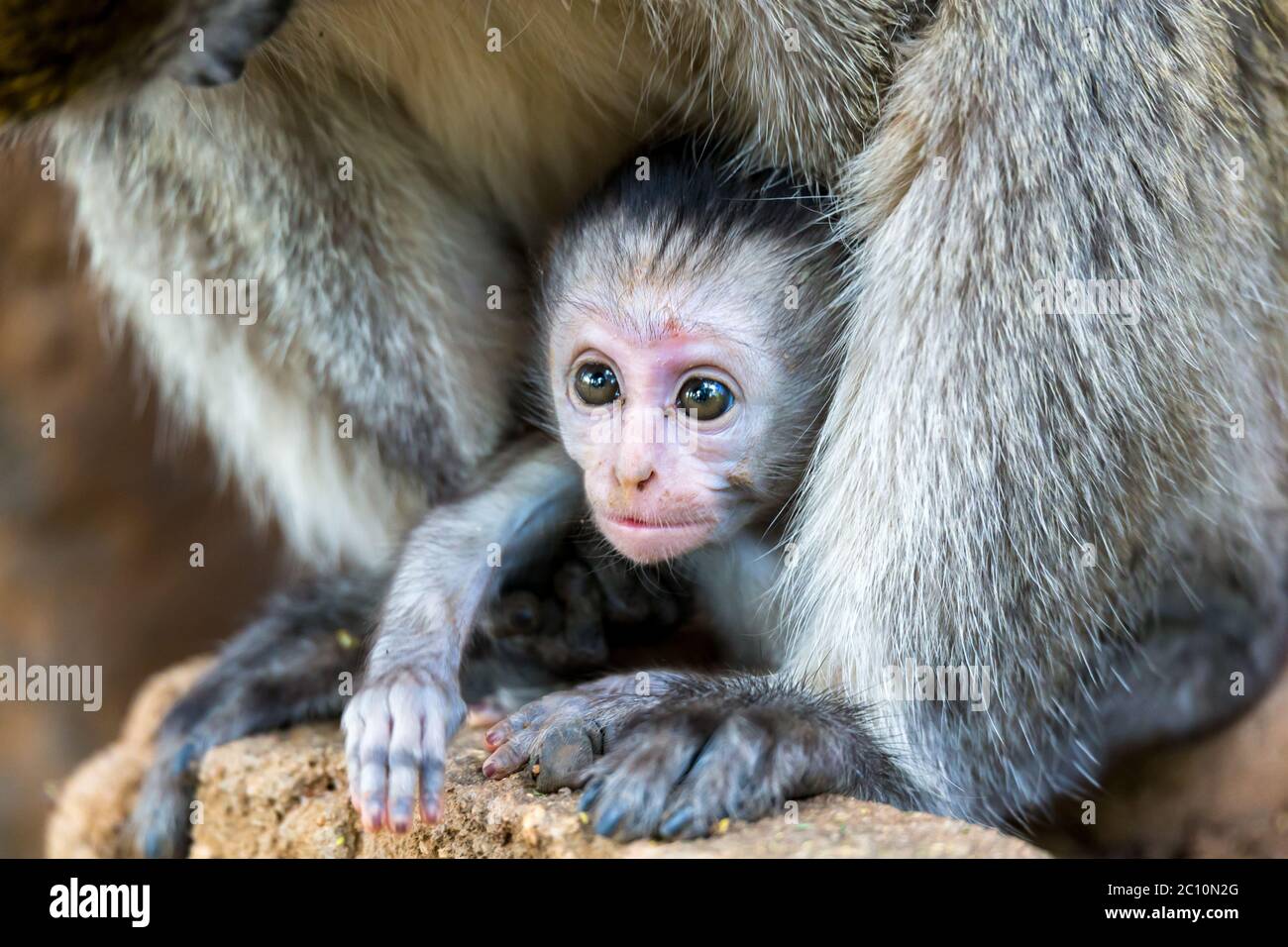 Vervet family with a little baby monkey Stock Photo - Alamy