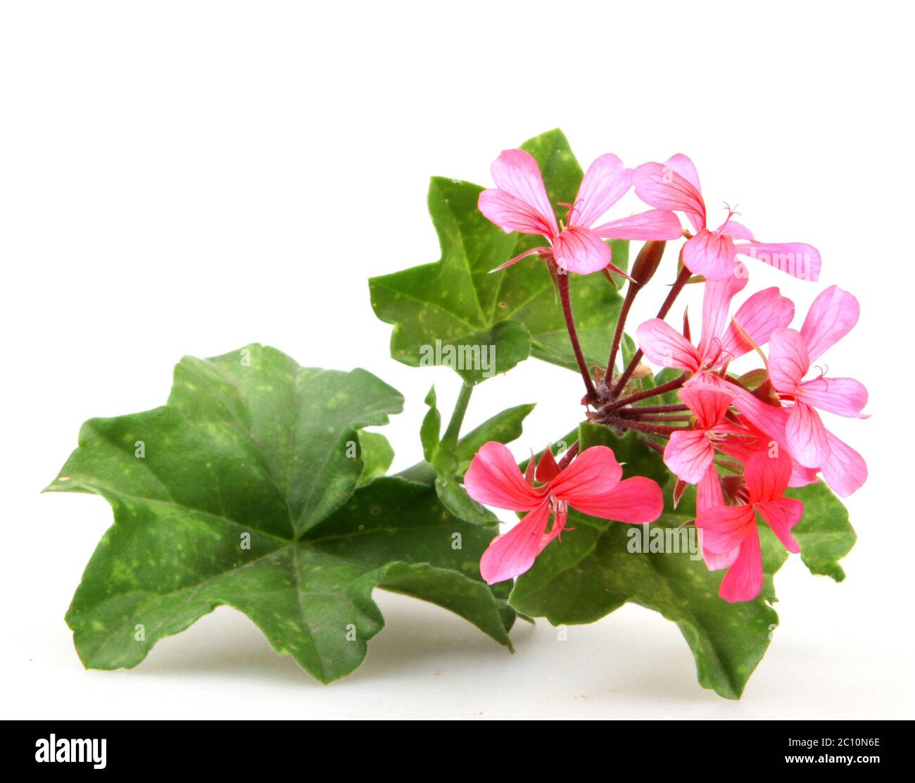 Geranium Pelargonium Flowers Stock Photo - Alamy