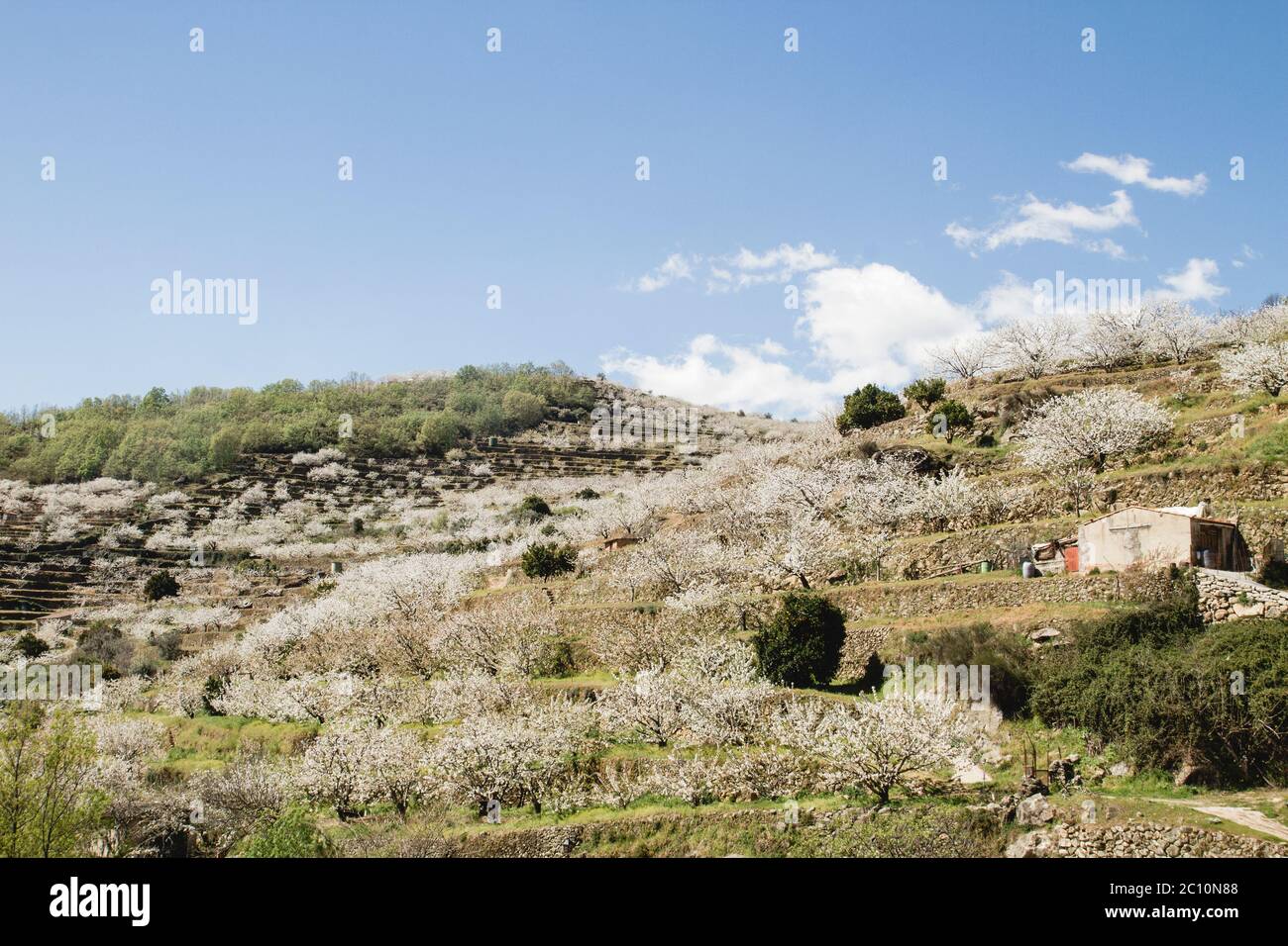 Springtime cherry blossoms in Valle del Jerte, Extremadura, Spain Stock ...