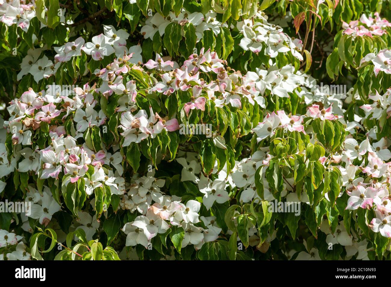 England, UK. June 2020. Early summer in an English country garden a ...