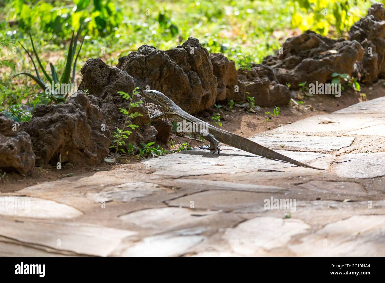 Gray lizard in nature hi-res stock photography and images - Alamy